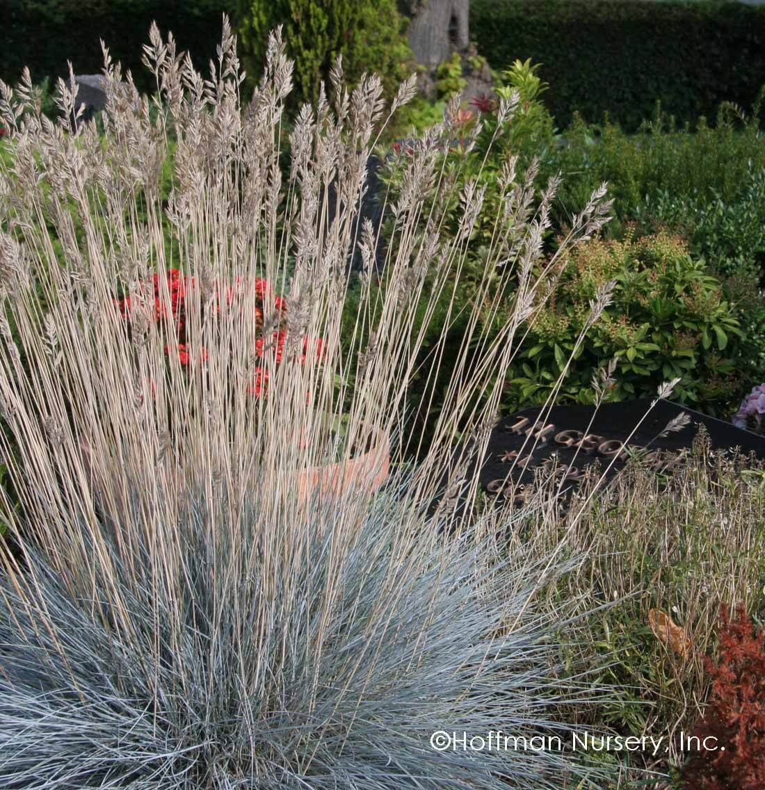 Small Ornamental Grasses Fairview Garden Center