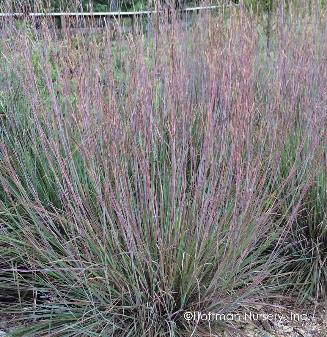 Small Ornamental Grasses Fairview Garden Center